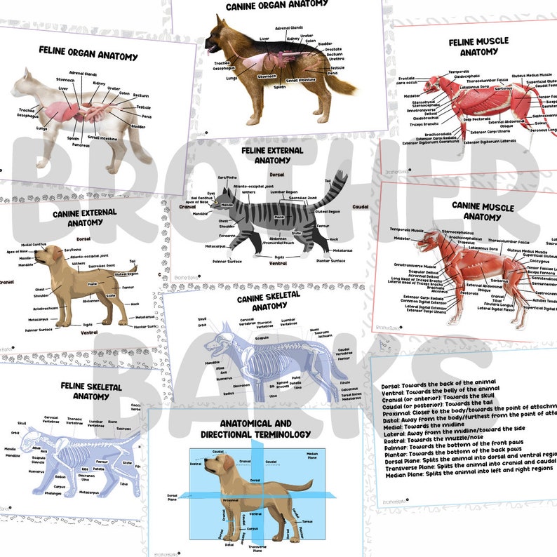 5 Front and Back Veterinary Anatomy Card BUNDLE! Feline/canine Skeletal ...