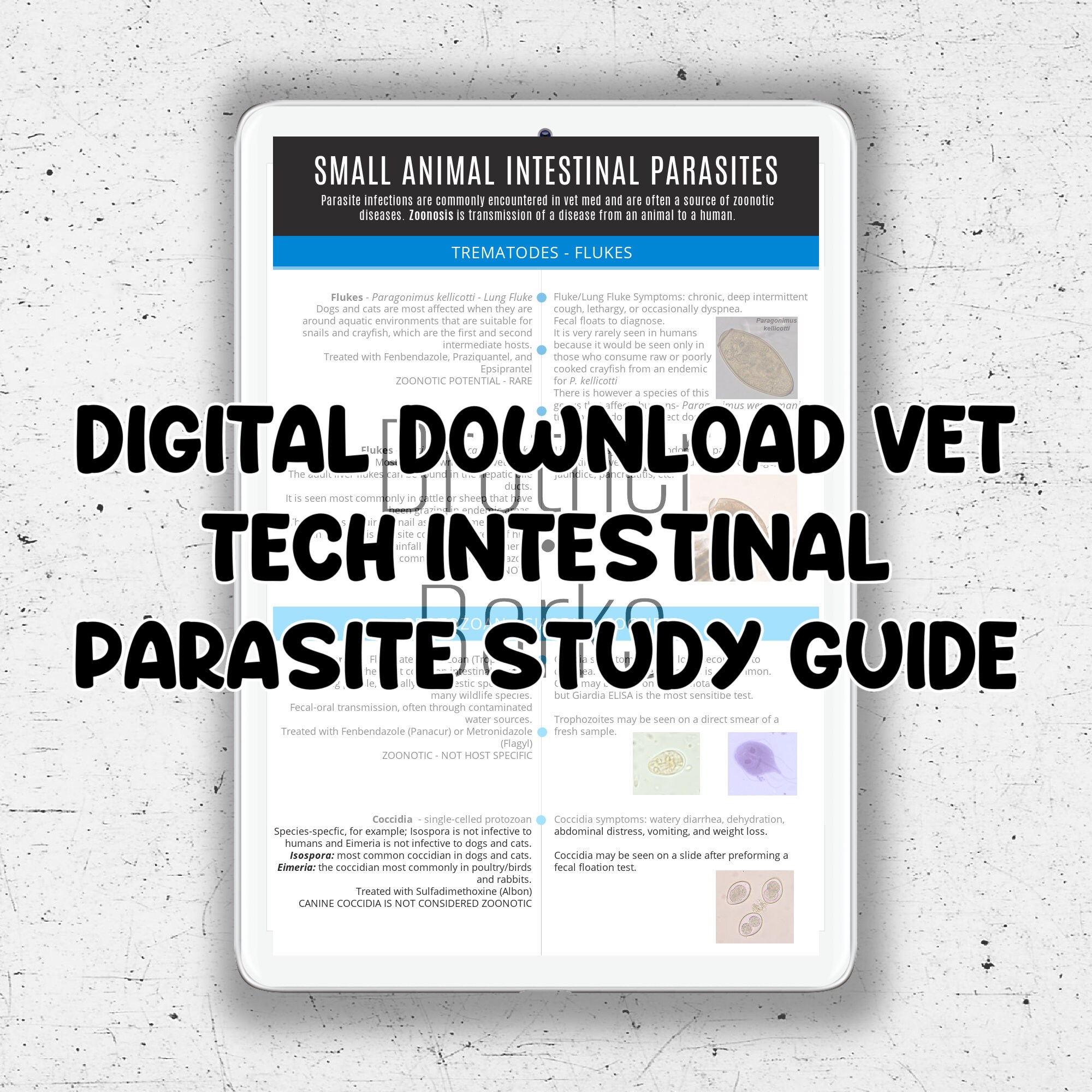 DIGITAL DOWNLOAD Veterinary Intestinal Parasites Chart With - Etsy