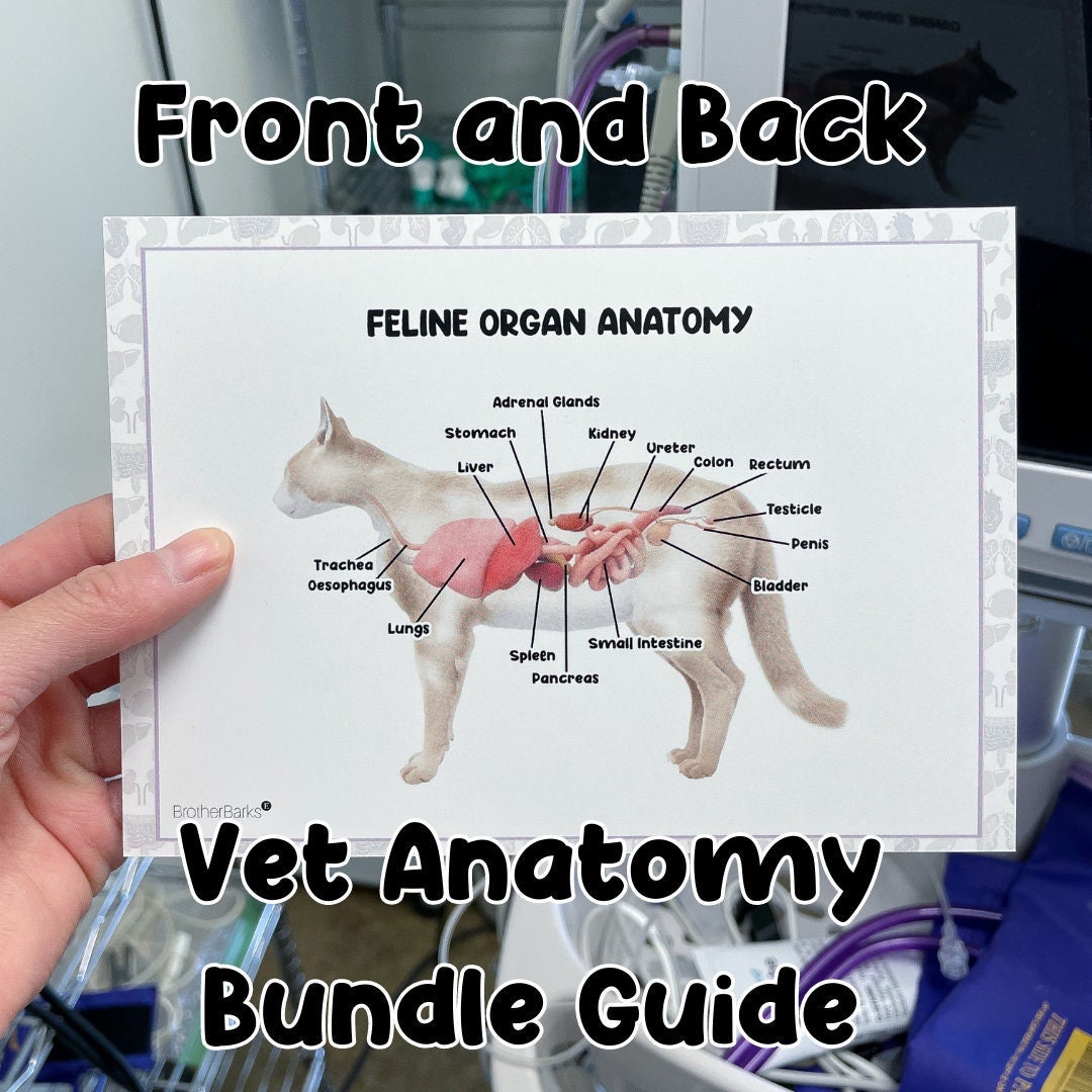 5 Front and Back Veterinary Anatomy Card BUNDLE! Feline/canine Skeletal ...