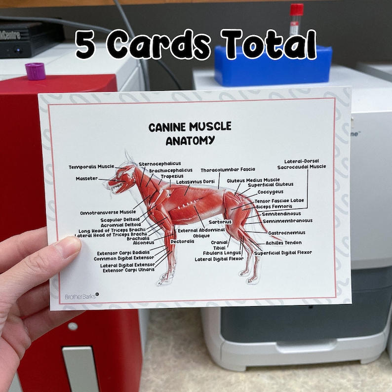 5 Front and Back Veterinary Anatomy Card BUNDLE! Feline/canine Skeletal ...