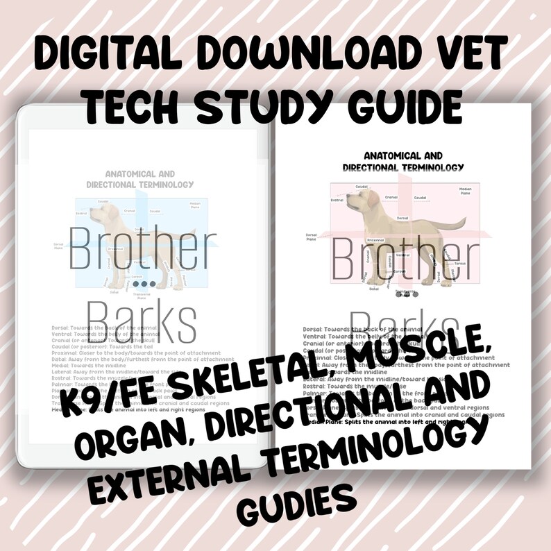Vet Anatomy Guide, Canine Feline Anatomy Bundle (digital Download) - Etsy