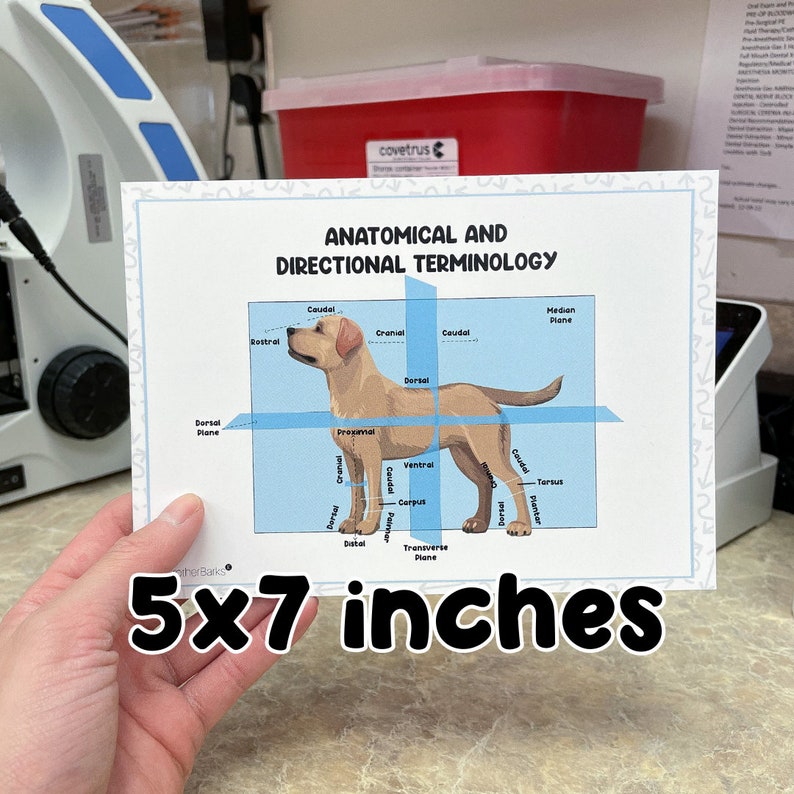 5 Front and Back Veterinary Anatomy Card BUNDLE! Feline/canine Skeletal ...