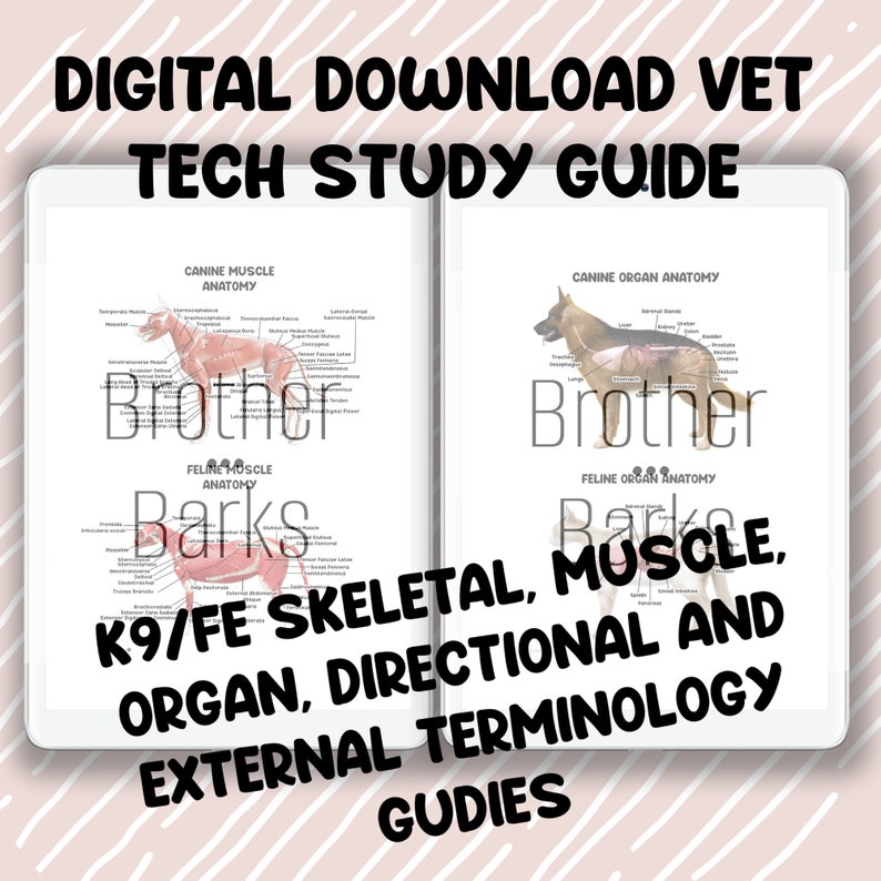 DIGITAL DOWNLOAD Canine/feline Anatomy BUNDLE! External, Muscle ...