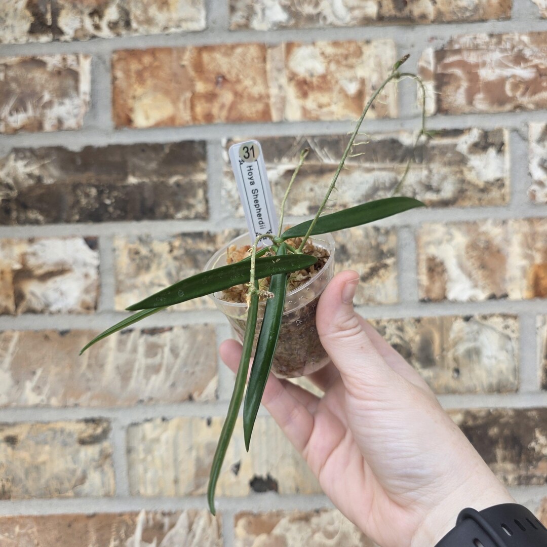 Hoya Shepherdii #31 Exact Plant Pictured Rare Houseplant 2in ((can Not ...