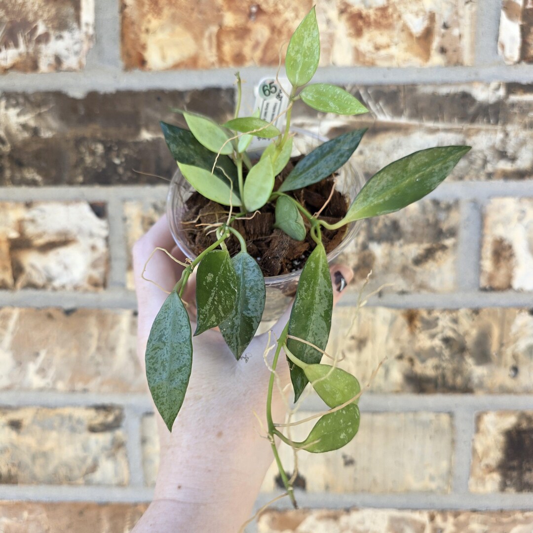 Hoya Lacunosa Long Leaf Silver #65 Rare Houseplant Exact Plant (can't ...