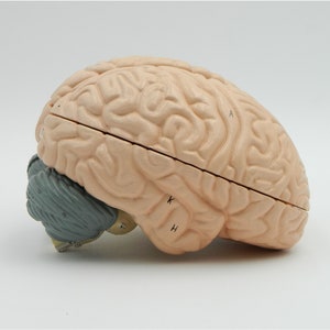 Eight-part Anatomical Model of a Human Brain From the 1950s - Etsy