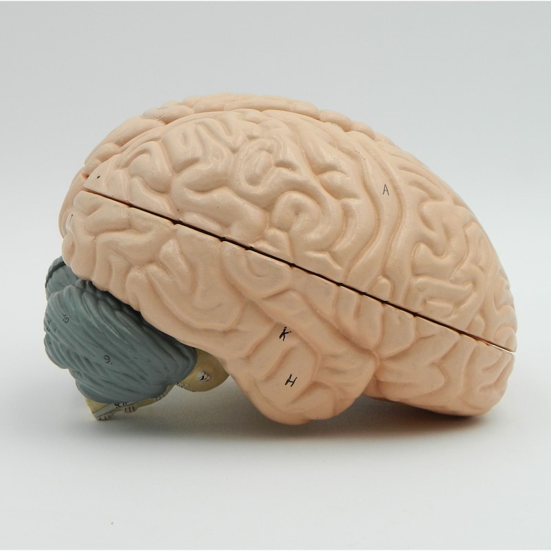 Brain Sculpture - Etsy