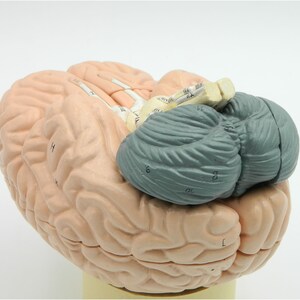 Eight-part Anatomical Model of a Human Brain From the 1950s - Etsy