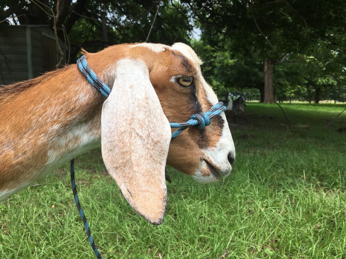 Heavy Duty Goat Rope Halters - Etsy