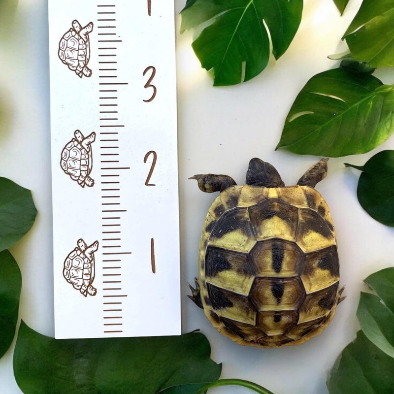 Tortoise Gifts - 60+ Gift Ideas for 2024