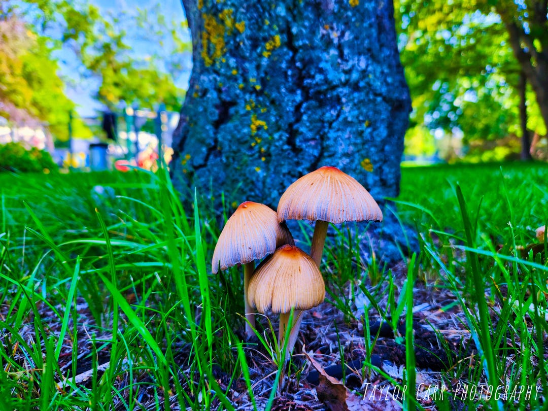 Mica Mushrooms Beneath Old Tree Photograph Print - Etsy
