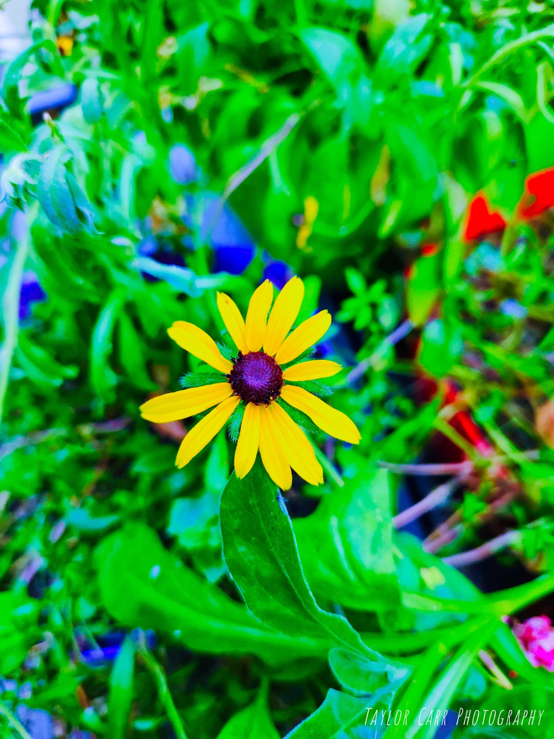 Black-eyed Susan Yellow Flower Wild Flower Saskatchewan Flower Garden ...