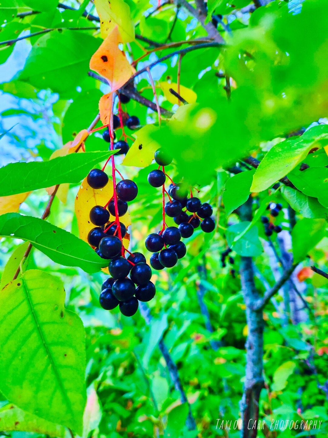 Chokecherries on the Tree Photograph Print - Etsy