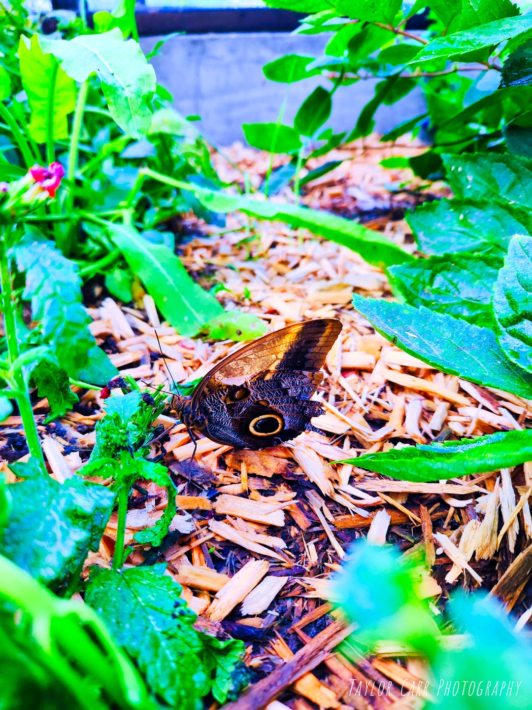 Owl Butterfly Camouflage Bug Winged Insect Butterfly House Saskatoon ...