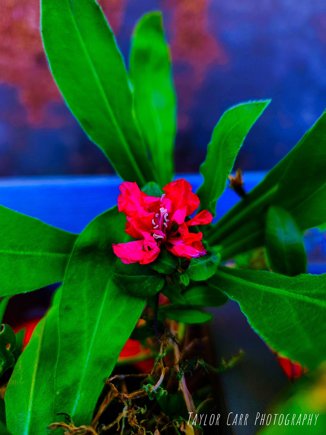 Rhododendron Pink Flower Saskatchewan Wildflower Petals Leaves Urban ...