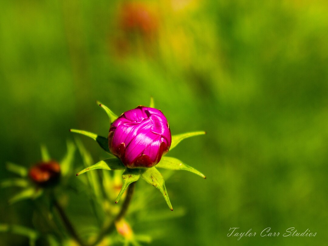 Mallow Wort Flower Bud Life Cycle Wildflower Photograph Print - Etsy