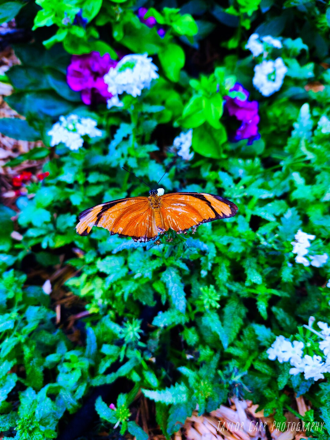 Juno Longwing Butterfly Open Wings Photograph Print - Etsy