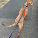 Grab Traffic Handle Lead - 2 Colour Waterproof Biothane Dog Lead With ...