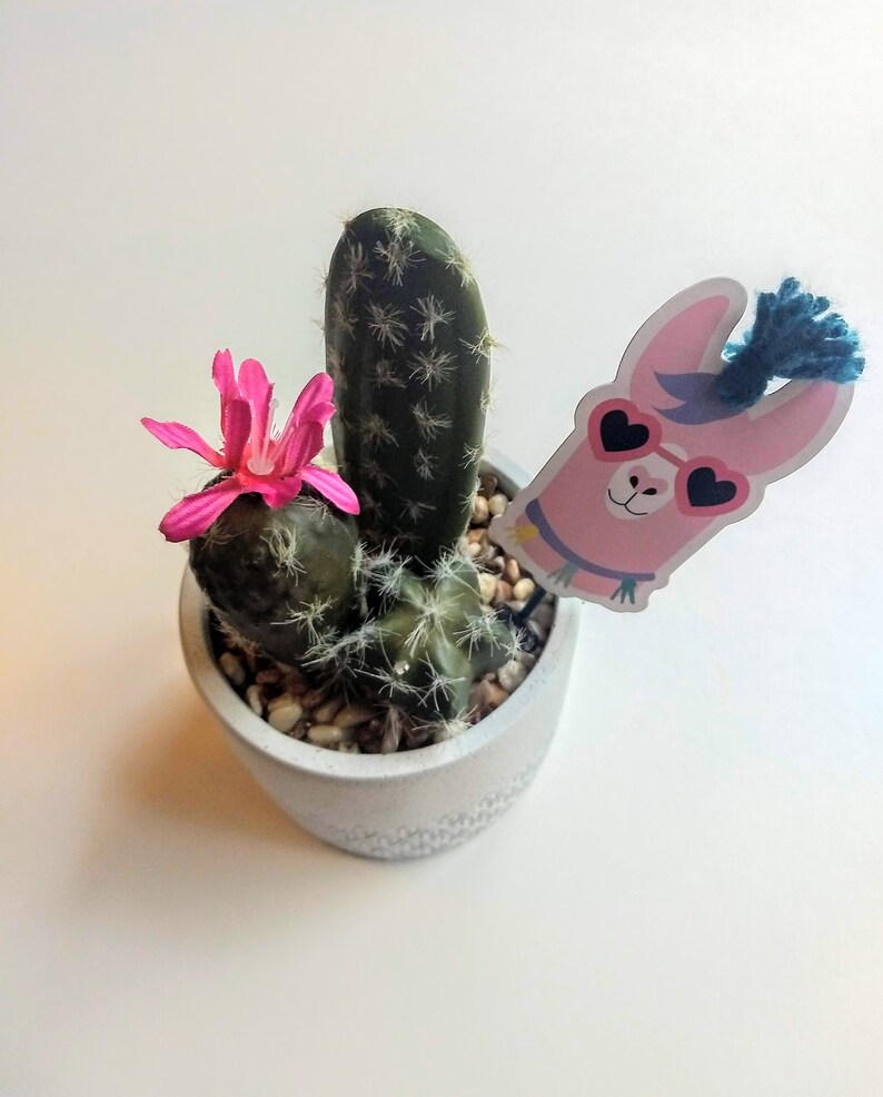 Llama and Cactus Party in A Box - Etsy