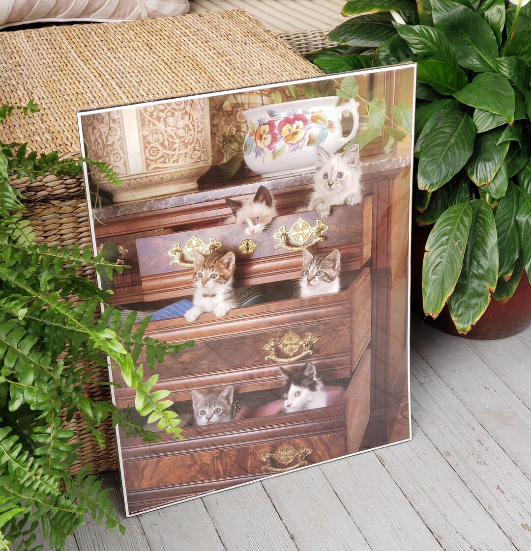 Vintage Kitten Poster 80s 90s Cat Picture Kittens in Drawers - Etsy