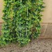5 Pieces of Green Leaves Strings Real Look Leaf Artificial Blossom ...