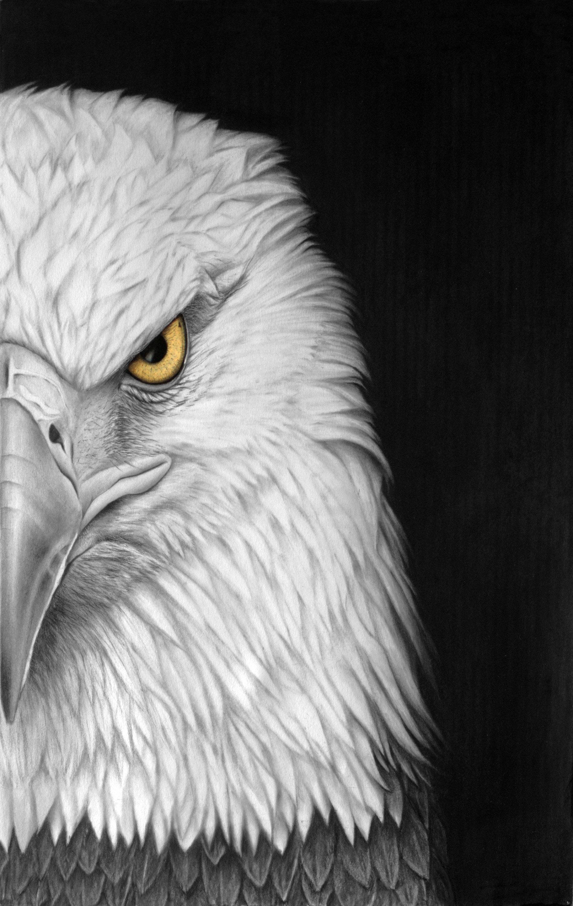 How To Draw An Eagle Eye