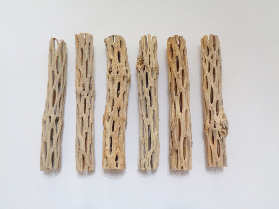 Cholla Wood, 8in, Driftwood, Aquarium Decor,aquascape, Fish Tank ...