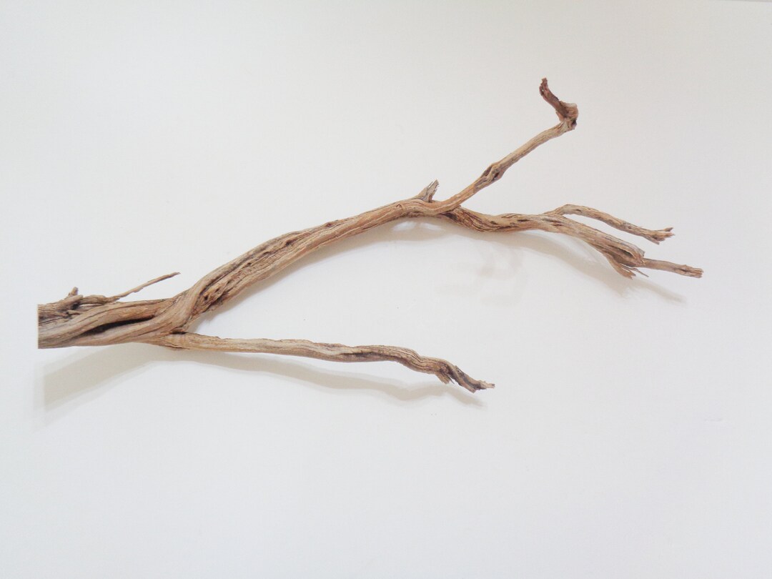 Small Big Sage Driftwood, Aquarium Decor,aquascape, Fish Tank, Shrimp ...