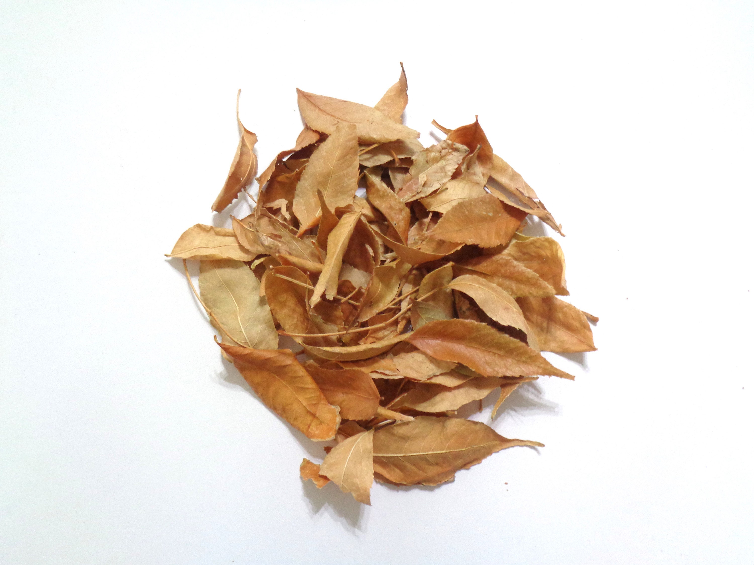 Ash Leaves 1/2 Oz, Leaf Litter, Fish Tank Decor, Shrimp, Betta Leaves ...