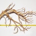 Jumbo Driftwood, Aquarium Decor, Aquascape, Fish Tank, Shrimp, Planted ...