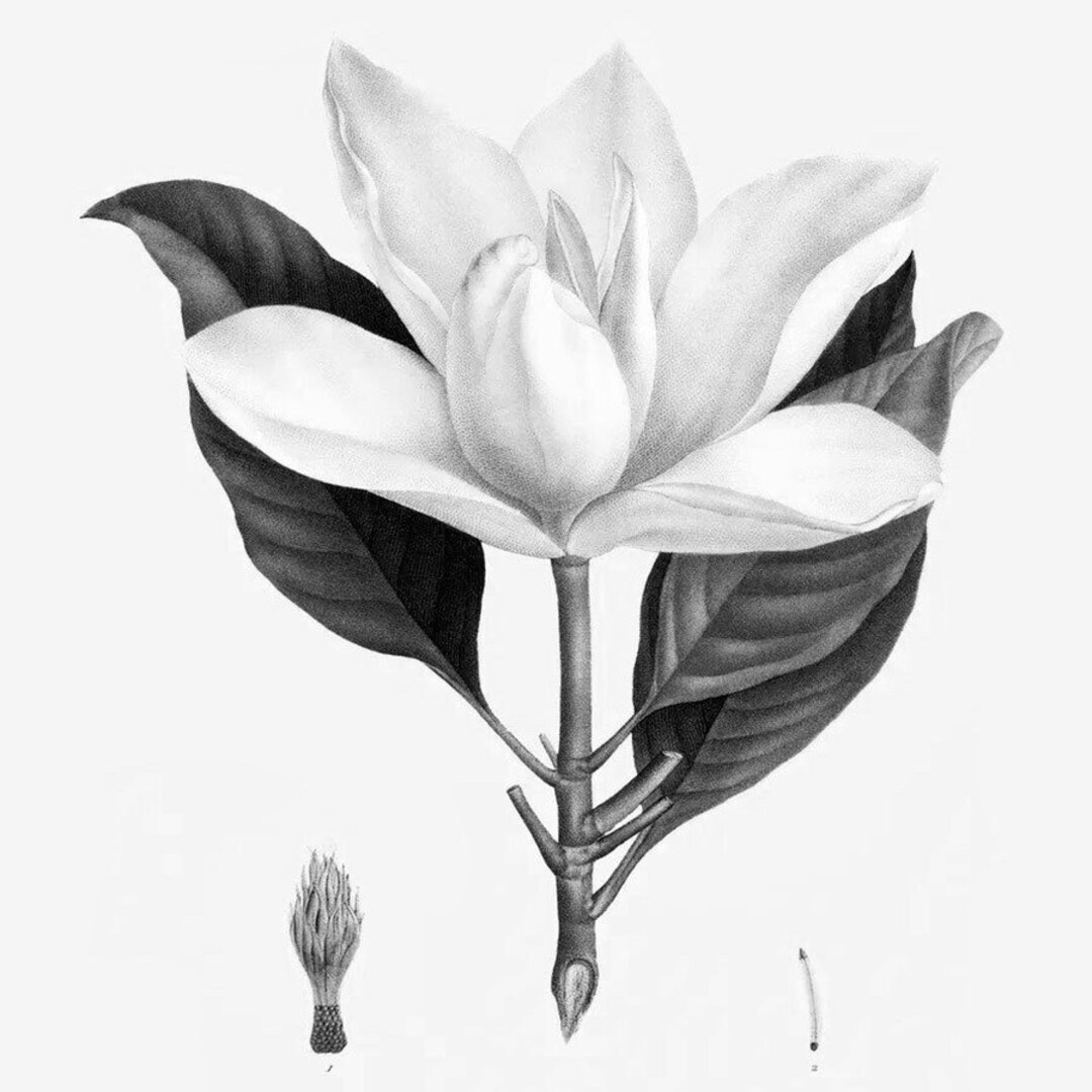 Magnolia Single Note Roll-on Perfume Oil - Etsy