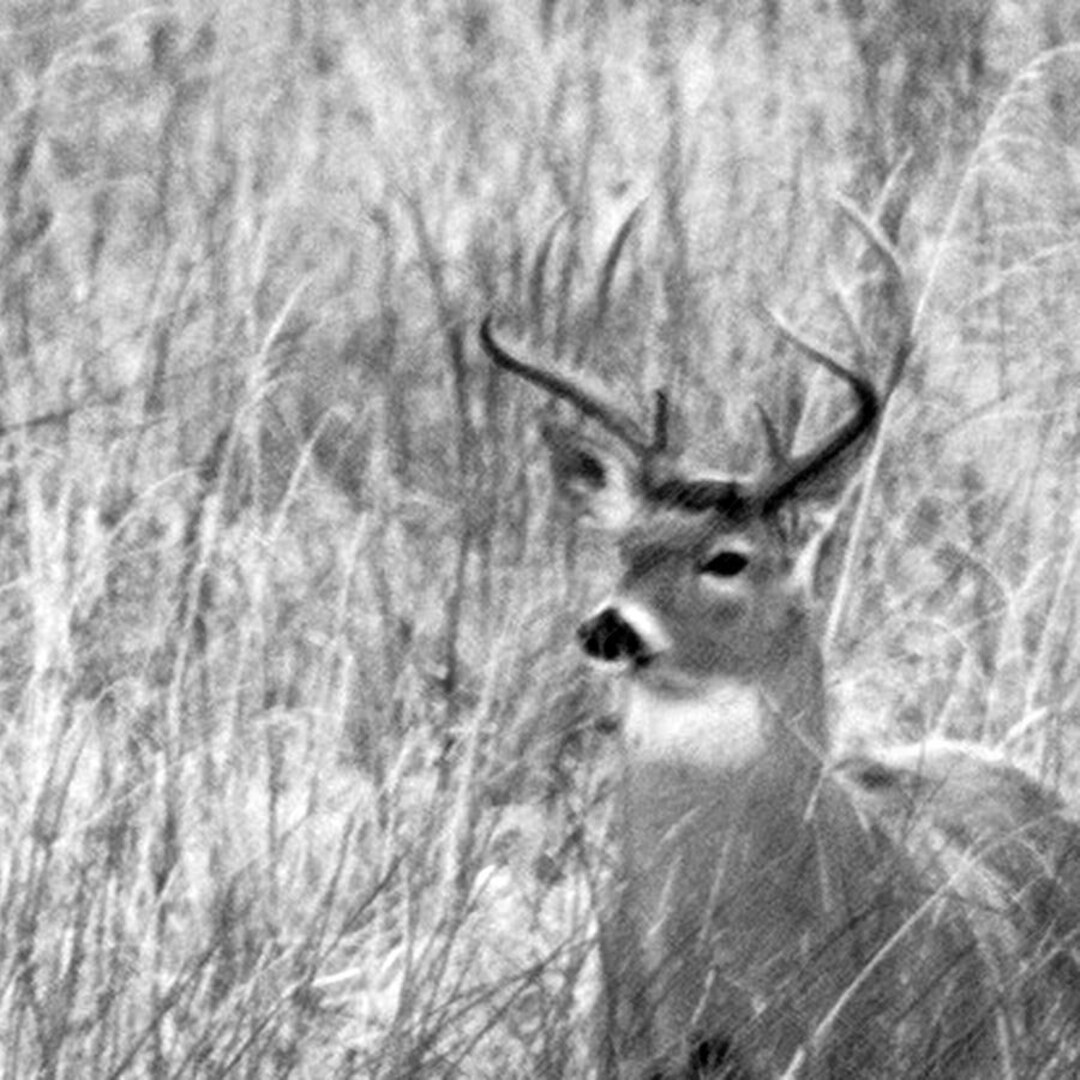 Deerskin Roll-on Perfume Oil Straw, Corn, Juniper, Musk Clean, Warm - Etsy