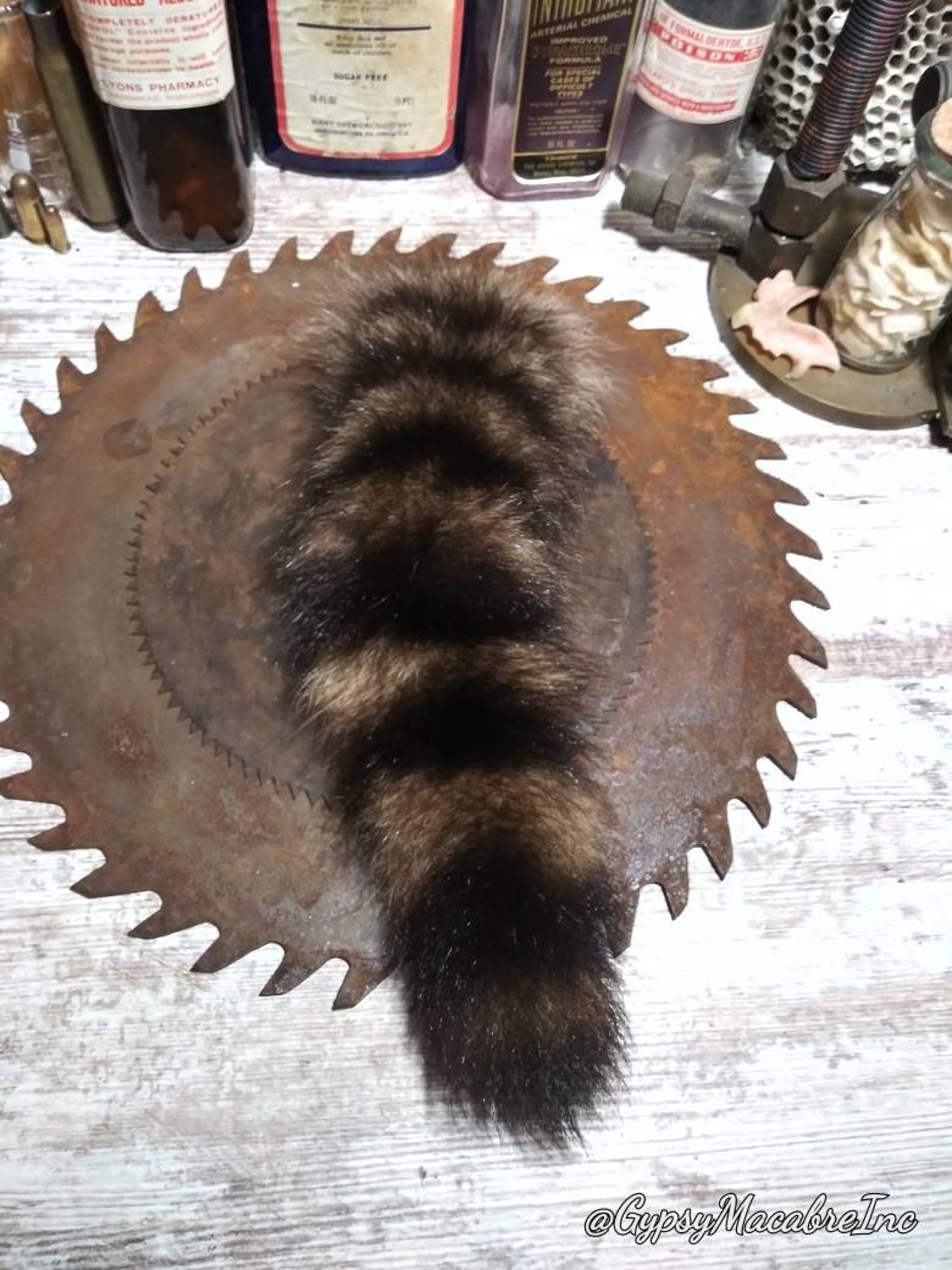 Cola de mapache real bronceado conservado taxidermy rarezas | Etsy