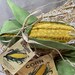 Faux Corn Cobs Fake Corn Corn Photo Prop Fabric Corn Corn - Etsy