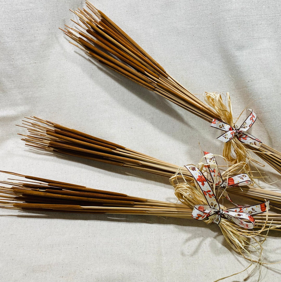 Cat Tails Dried Pencil Cattails Thanksgiving Dried Cattails Florist ...