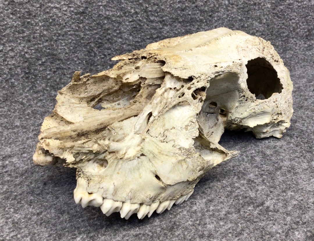 Skull/fierce Decomp/awesome Brain Cavity/wisconsin Wild Find - Etsy
