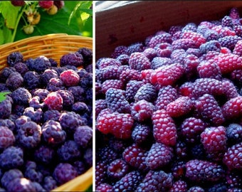 Purple Raspberry | Etsy