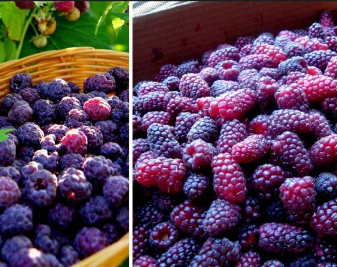 Purple Raspberry Glencoe 10 Seeds Rubus Hybrida - Etsy
