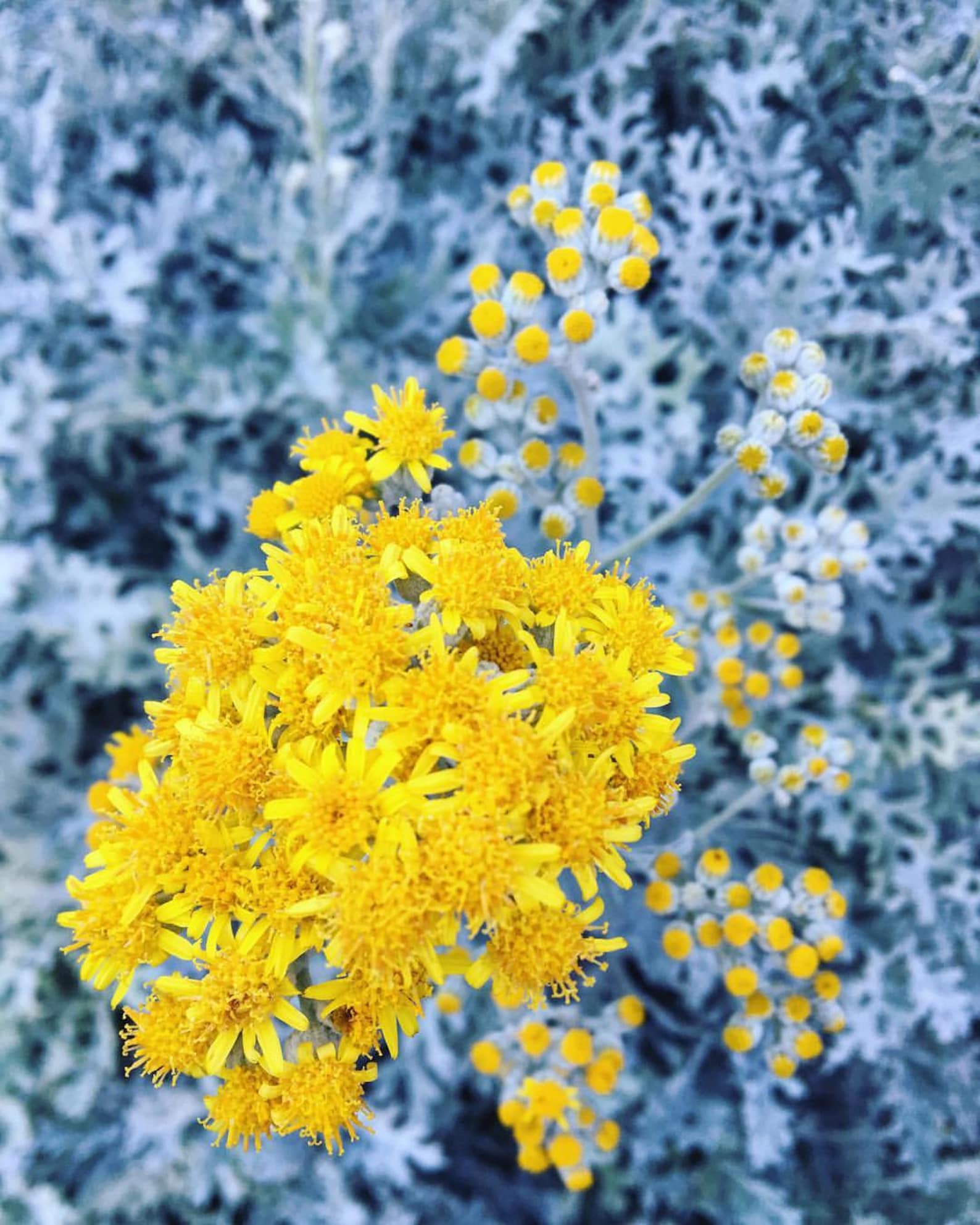 Silver Ragwort 50 seeds Jacobaea maritima Senecio | Etsy