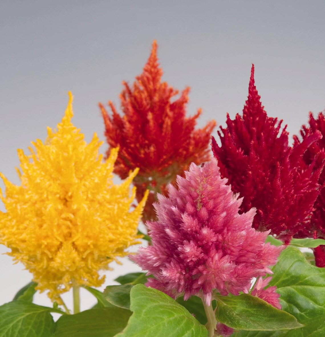 Plumed cockscomb 100 seeds Celosia plumosa | Etsy
