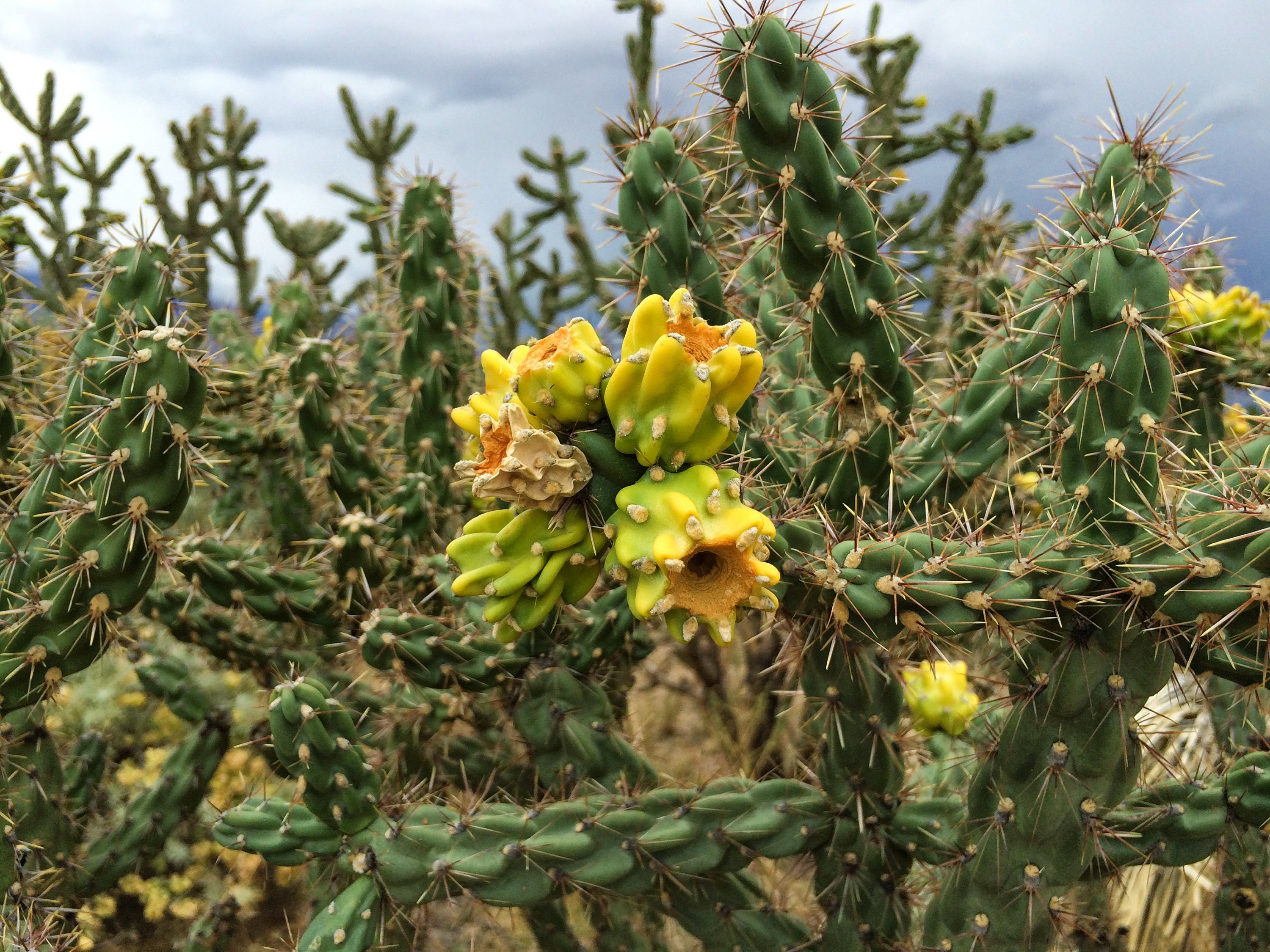 Cane cholla 5 seeds Cylindropuntia imbricata walking | Etsy