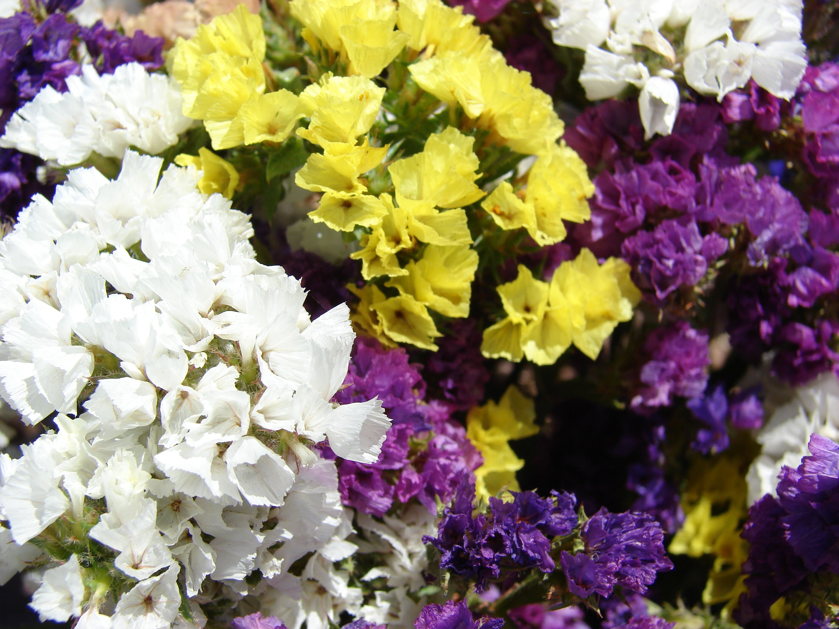 Statice mix 30 seeds Limonium sinuatum | Etsy