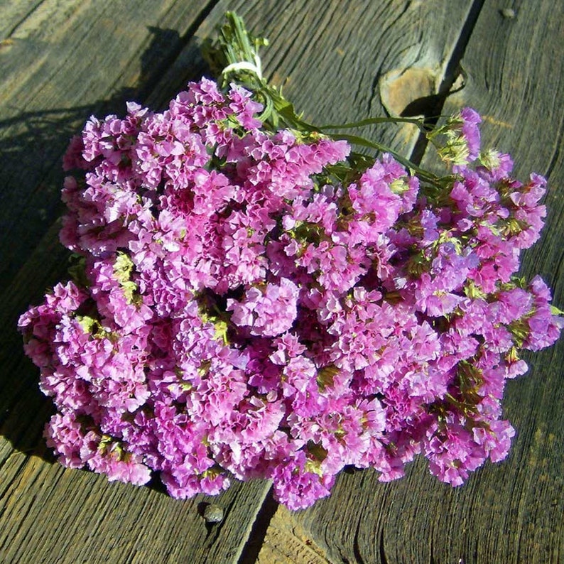 Statice pink 30 seeds Limonium sinuatum rose | Etsy