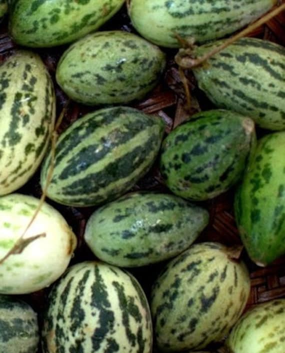 Kachra 5 seeds Cucumis callosus | Etsy