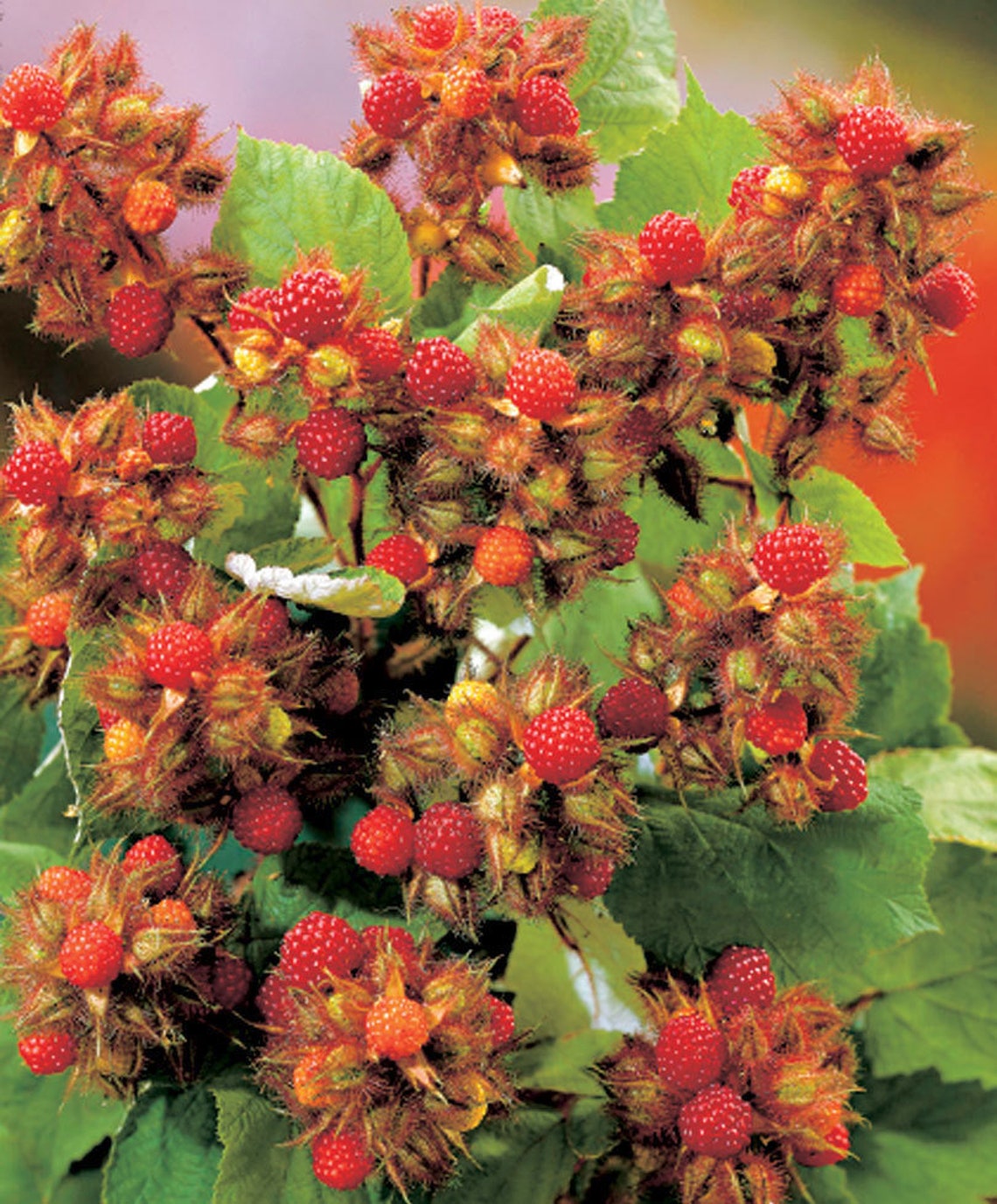 Japanese Wineberry 10 Seeds Rubus Phoenicolasius | Etsy