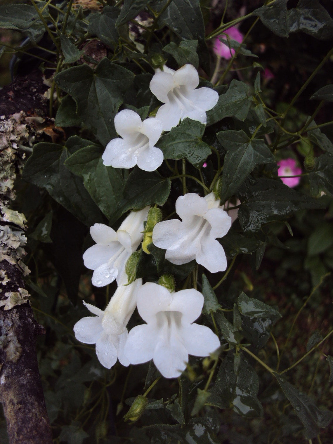 Asarina Seeds Climbing Snapdragons Flowering Vine Seeds