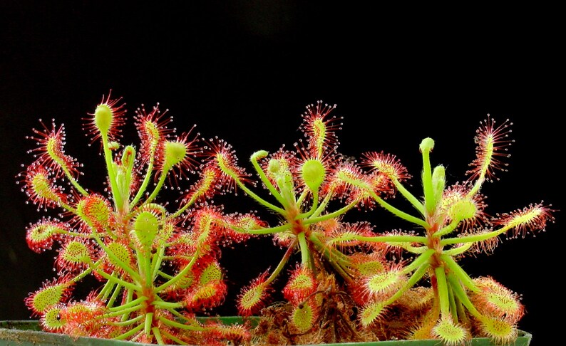 Madagascar Sundew 10 Seeds Drosera Madagascariensis | Etsy