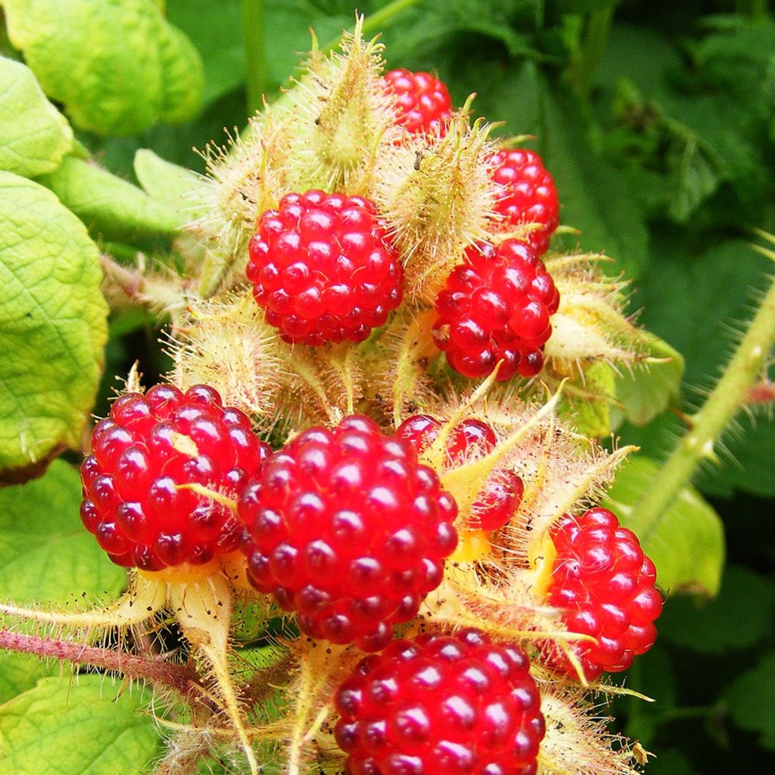 Japanese Wineberry 10 Seeds Rubus Phoenicolasius | Etsy