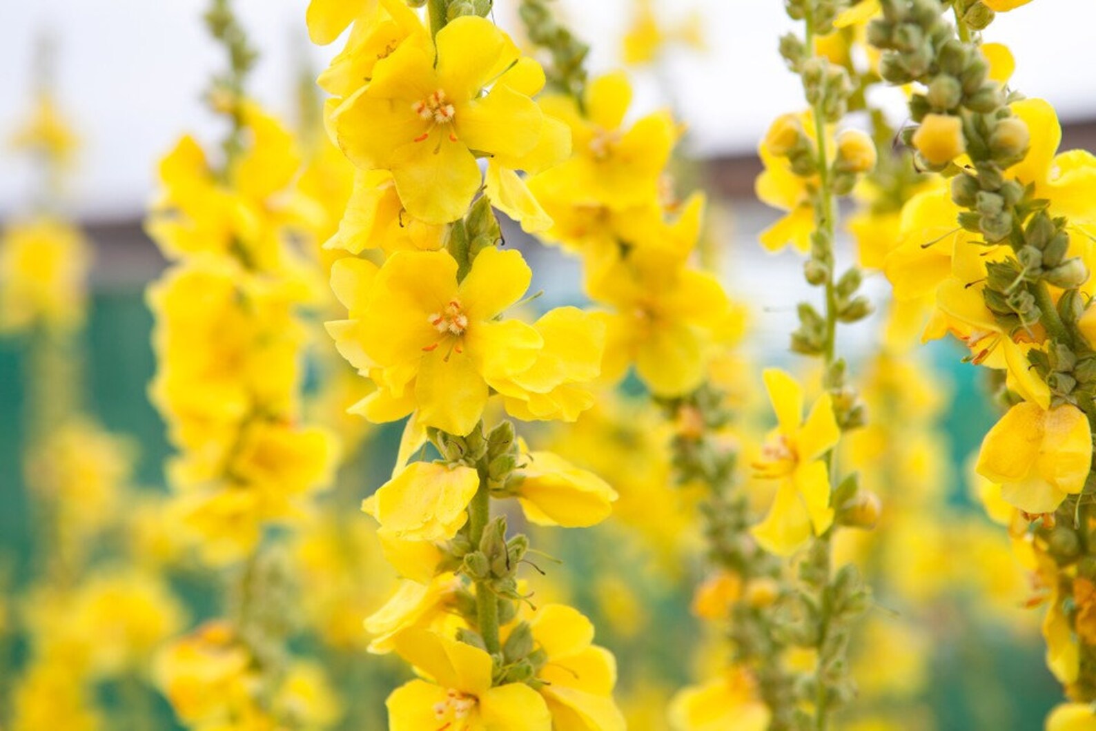 Great Mullein 100 Seeds Verbascum Thapsus | Etsy