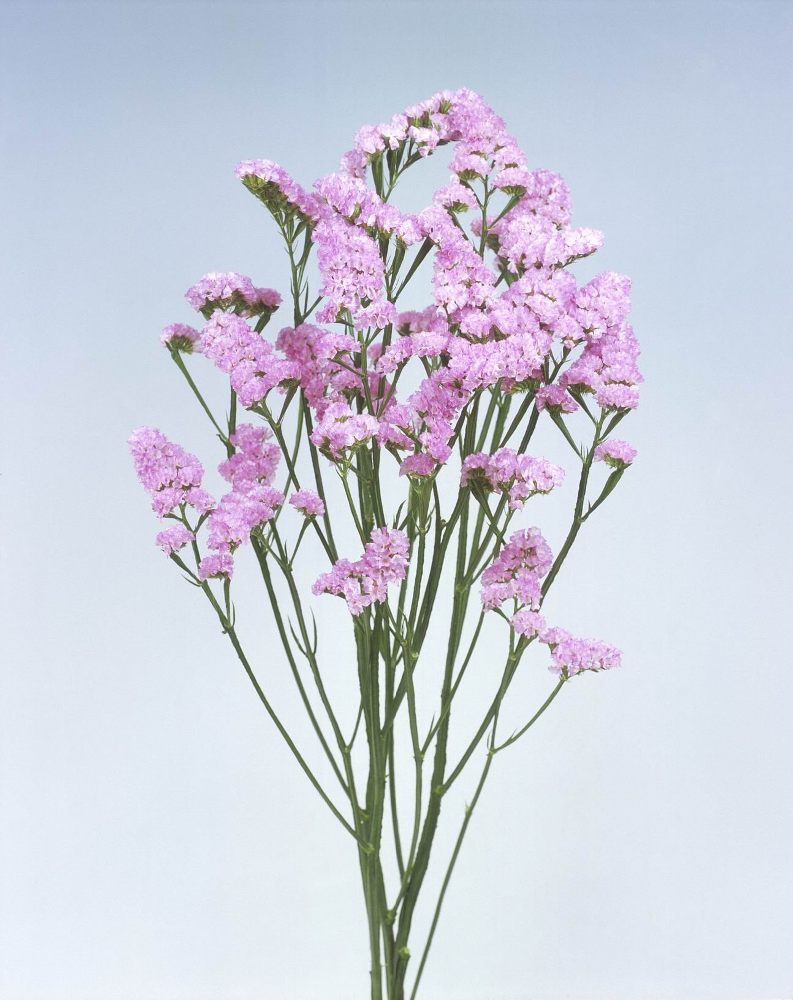 Statice pink 30 seeds Limonium sinuatum rose | Etsy